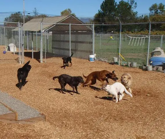 FOUR PAWS PET RANCH - 235 Surveys, Videos, Articles, & More | Diamond ...