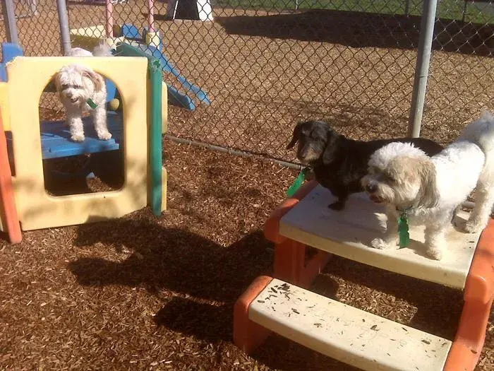 FOUR PAWS PET RANCH - 235 Surveys, Videos, Articles, & More | Diamond ...