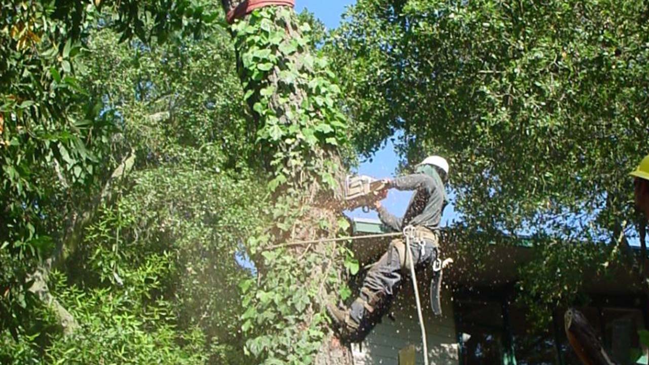 Contra Costa County Tree Service Companies | Diamond Certified